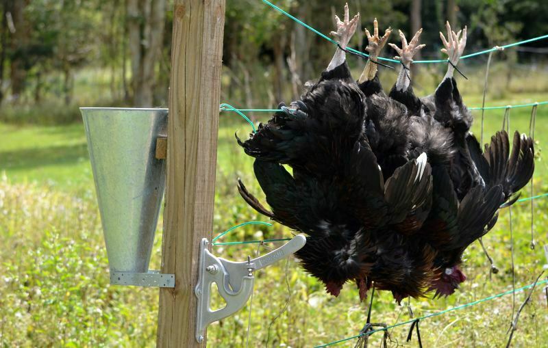 Combo: Humane Poultry Dispatcher & Slaughtering Funnel - Madees